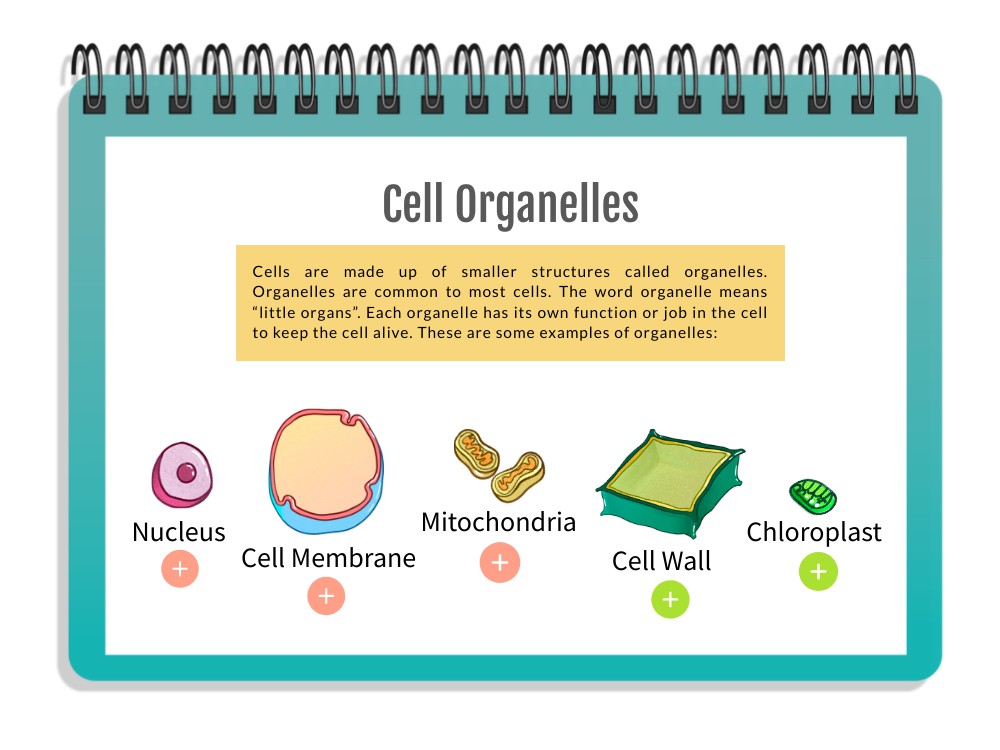 *Cell Organelles