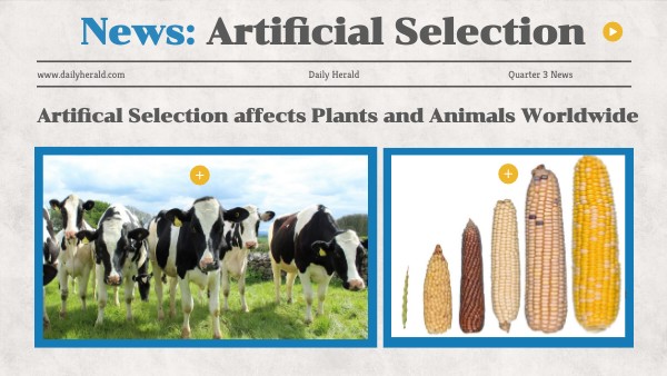 Q3W8 Artificial Selection | Genially