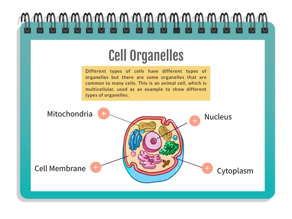 Cell Organelles