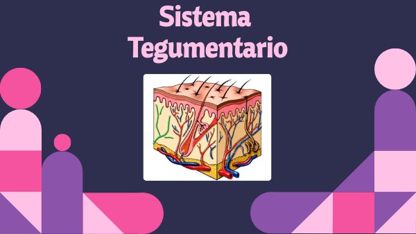 SISTEMA TEGUMENTARIO | Genially