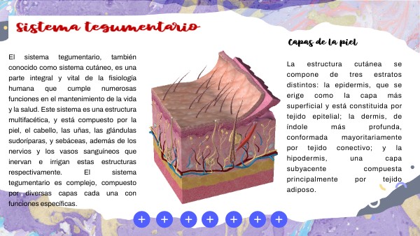 SISTEMA TEGUMENTARIO