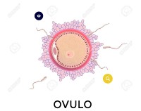 Ovulo Interactivo