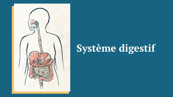 Système digestif