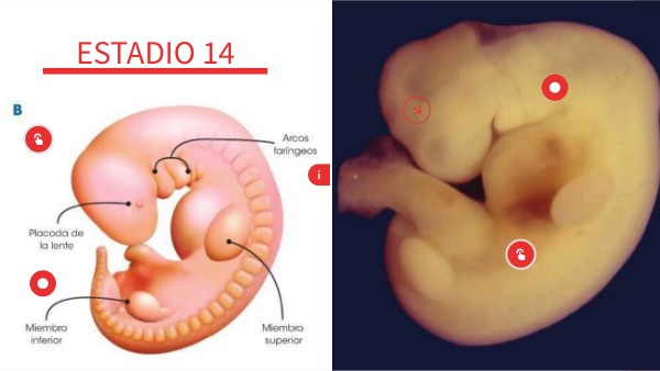 ESTADIO 14 | Genially
