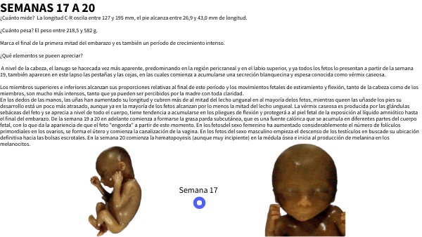 Semanas 17 a 20