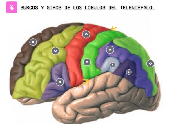 Surcos y Giros de los lóbulos del telencéfalo.