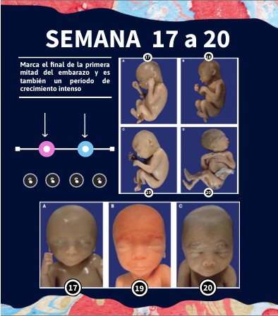 Semana 17 a 20 | Genially