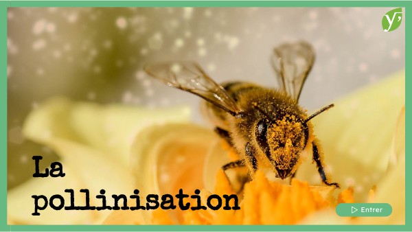 EXPOSITION INTERACTIVE POLLINISATION | Genially