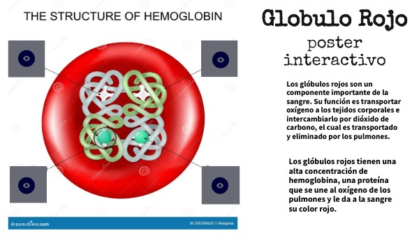 poster interactivo del globulo rojo | Genially