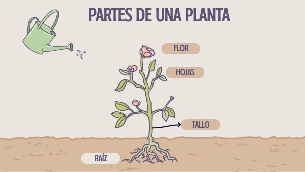 PARTES DE UNA PLANTA
