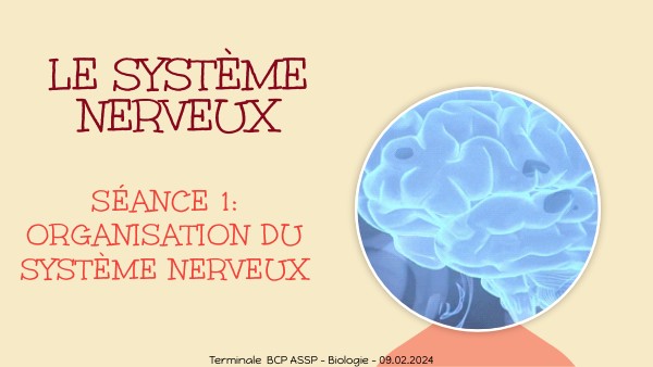 Séance 1 - Séquence Système nerveux | Genially