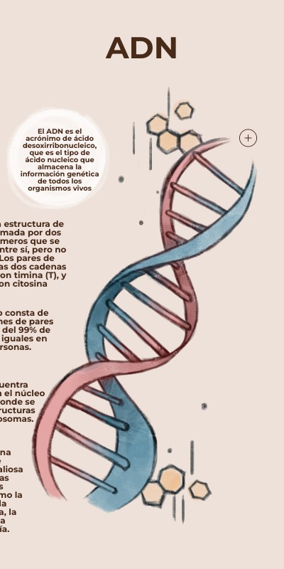 INFO VERTICAL ADN | Genially