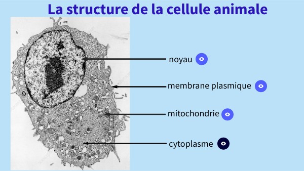 Structure de la cellule | Genially