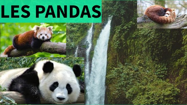 LES PANDAS | Genially