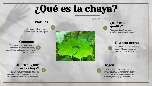 INFOGRAFIA DE LA CHAYA | Genially