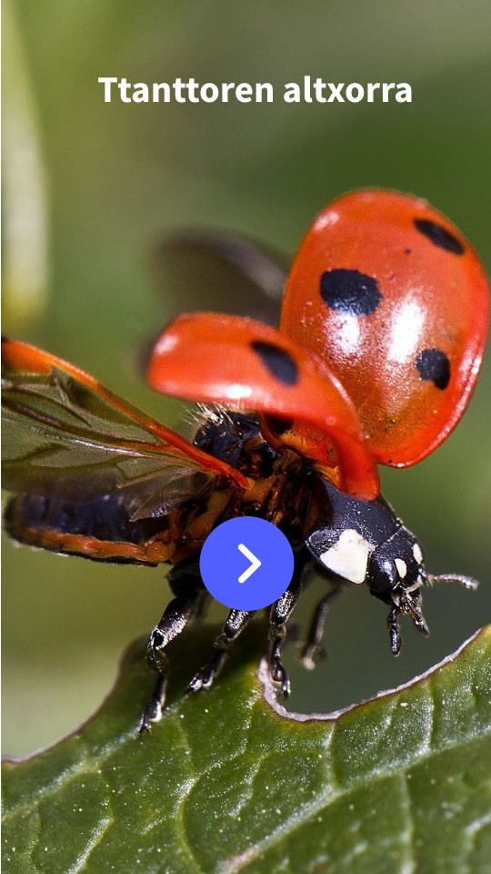 Mokollo altxorra | Genially