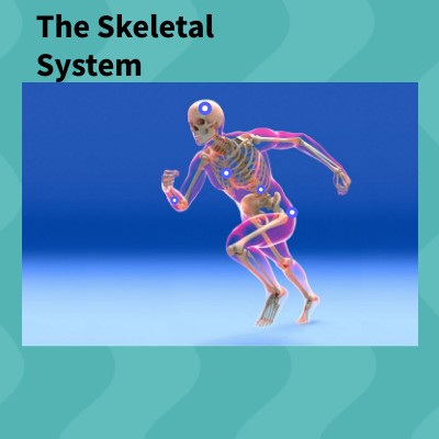 Skeletal System | Genially