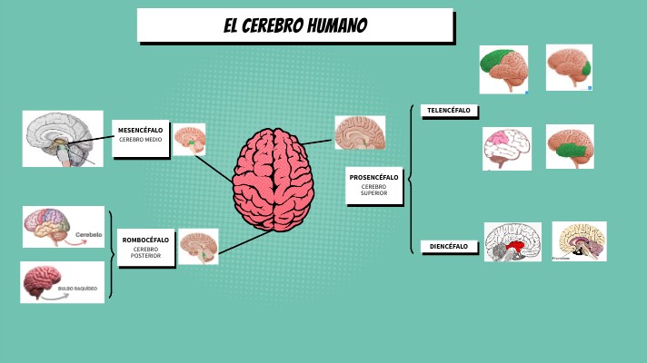 MAPA MENTAL CEREBRO