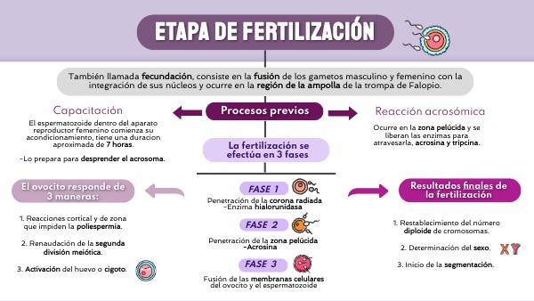 Etapa de fertilización | Genially