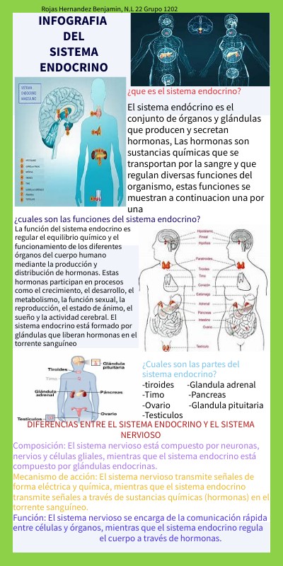 INFOGRAFÍA DEL SISTEMA ENDOCRINO | Genially