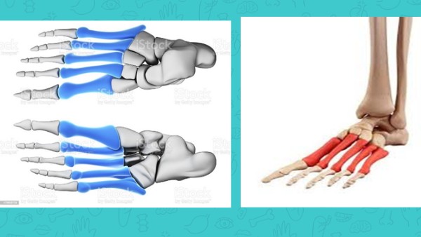 falanges del pie | Genially