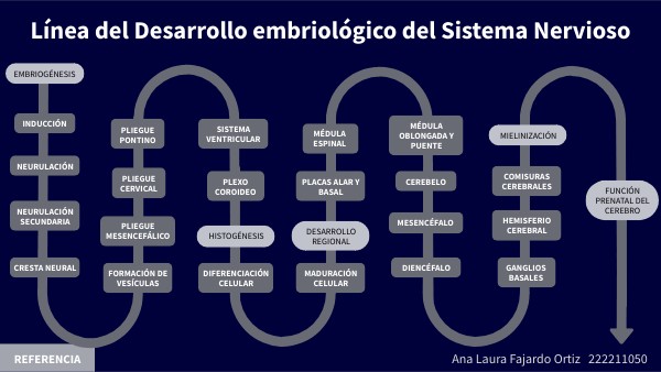 Línea del Desarrollo embriológico del Sistema Nervioso | Genially
