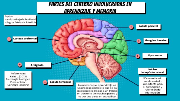 Anatomía Del Cerebro Y La Memoria