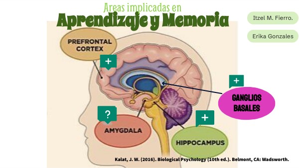 Areas cerebrales implicadas en el aprendizaje y la memoria | Genially
