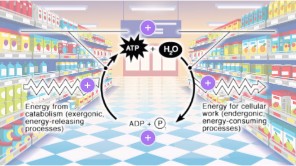 ATP ADP CYCLE | Genially