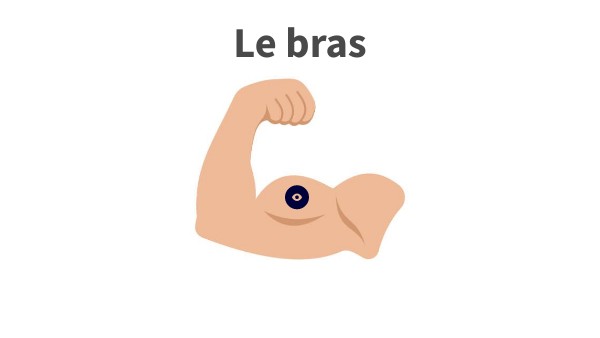 La cellule musculaire | Genially