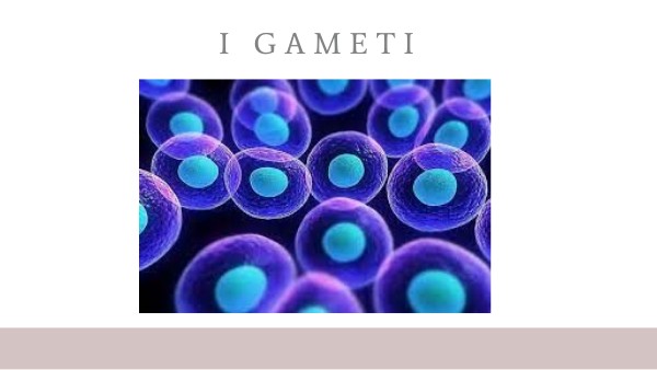 i gameti