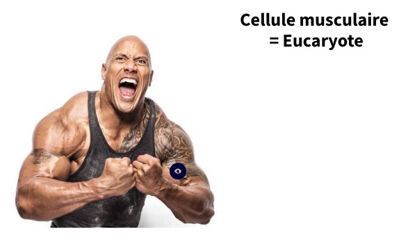 cellule musculaire | Genially