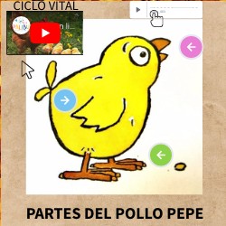 PARTES DEL POLLO | Genially