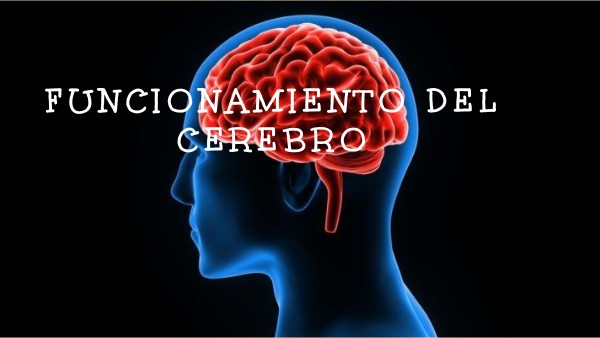 FOPP COMO FUNCIONA EL CEREBRO | Genially