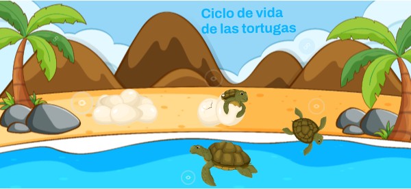 Ciclo de vida de las tortugas | Genially