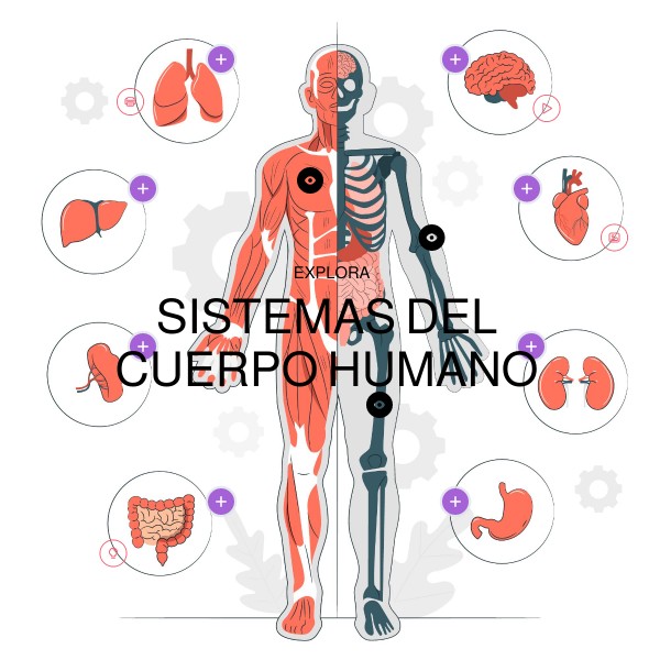 sistemas del cuerpo humano | Genially