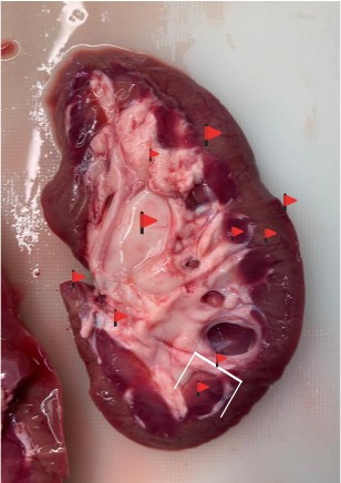 Parts del ronyó Grup 1 | Genially