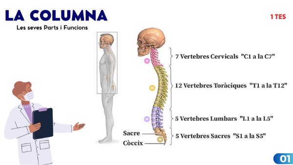 La Columna i l'Ergonomia