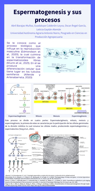 INFOGRAFÍA ESPERMATOGENESIS | Genially
