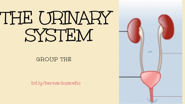 The Urinary System