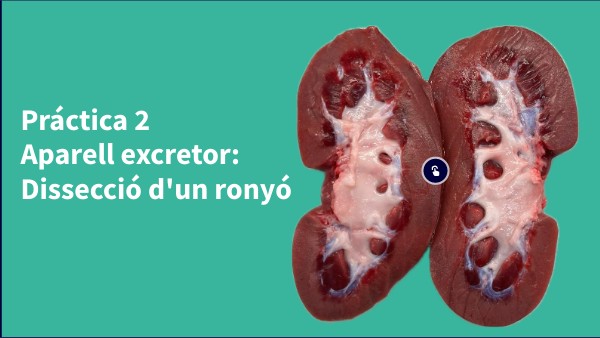 IMAGEN INTERACTIVA BÁrSICA | Genially