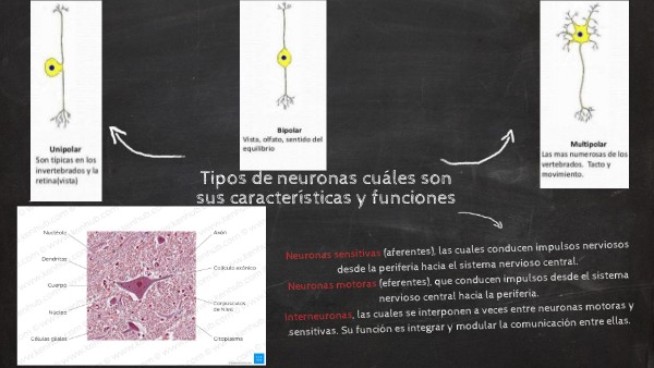 Tipos de neuronas y características.