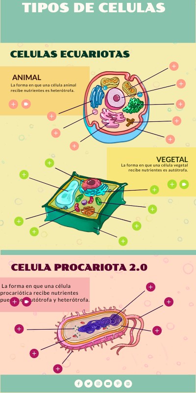 TYPES OF CELLS: VERTICAL INFOGRAPHIC | Genially