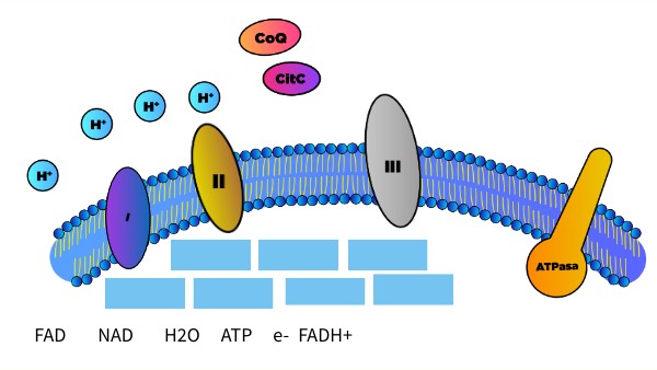 Ciclo de krebs