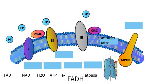 Drag and Drop de la respiración celular