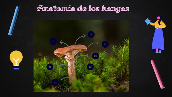 Anatomía de los hongos