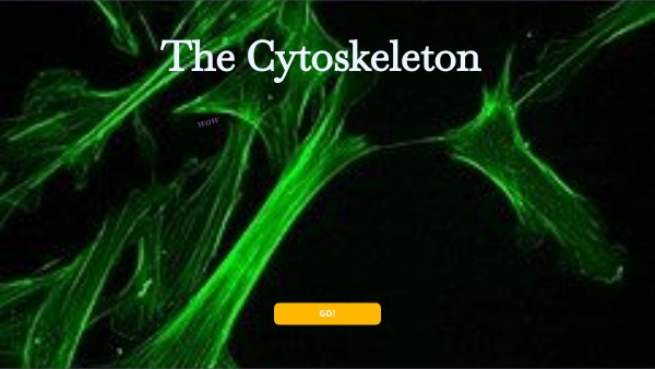 Cytoskeleton
