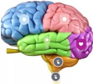 Parts and Functions of the Brain-Tiffany Dubón | Genially