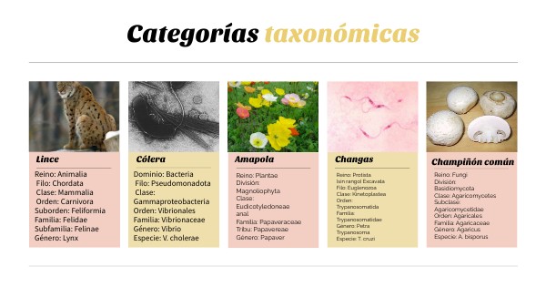 CATEGORÍAS TAXONÓMICAS | Genially