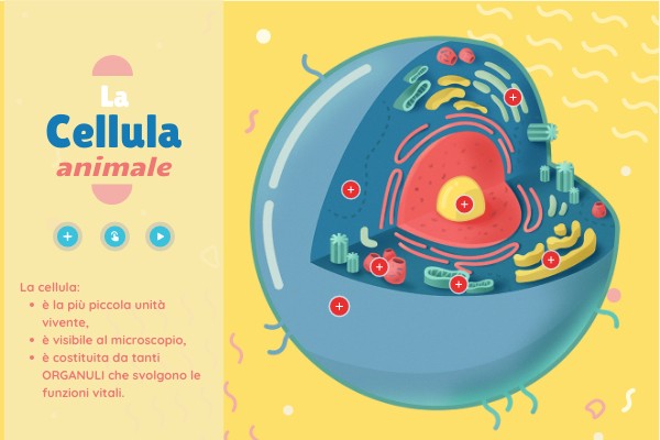 La cellula animale | Genially